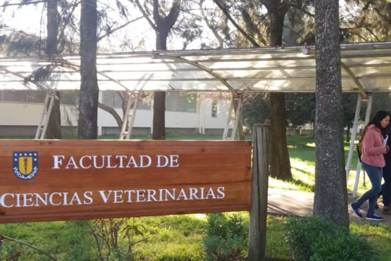UdeC realiza primera olimpiada virtual de Medicina Veterinaria UdeC realiza primera olimpiada virtual de Medicina Veterinaria